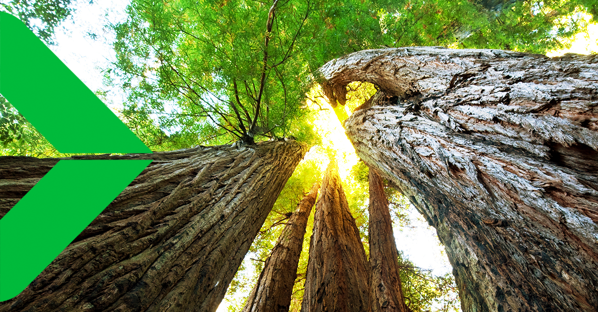 Not only for pulp and paper: Innovative new products based on wood and ...