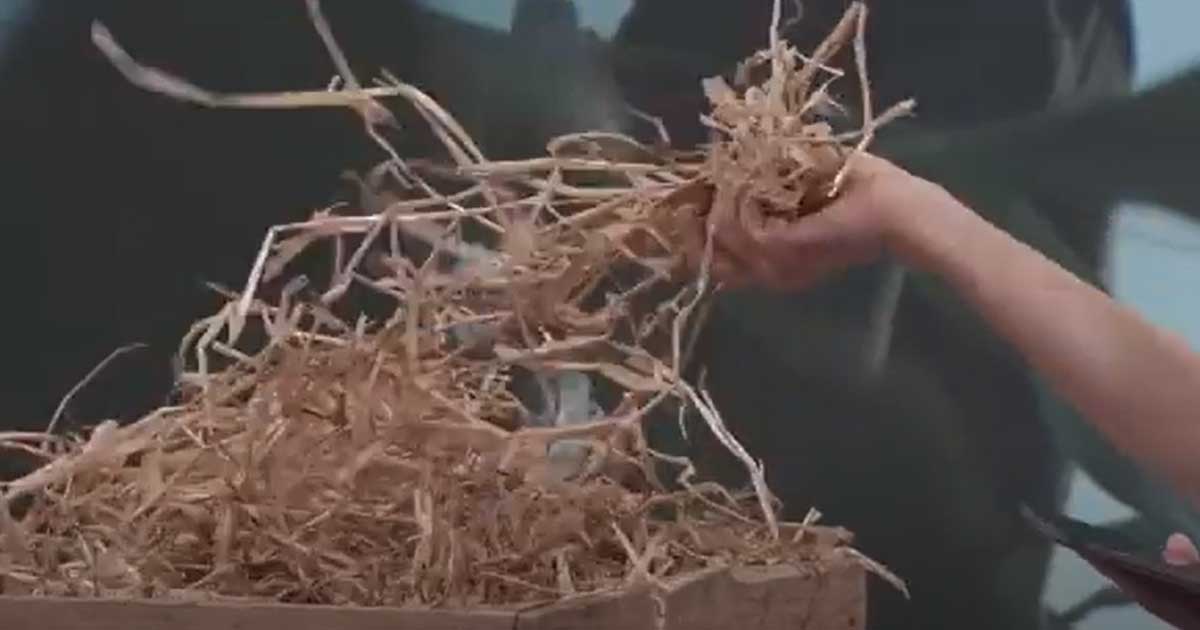 Mechanical Wheat Straw Pulping