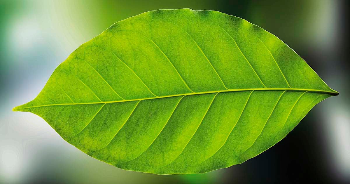 Valmet Tissue Making Technology